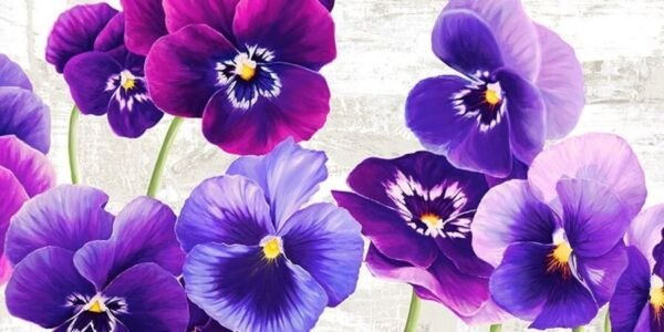 Pansys Got The Blues Blooms Annual Joyous Blend Of Stunning Pansies 200 ...