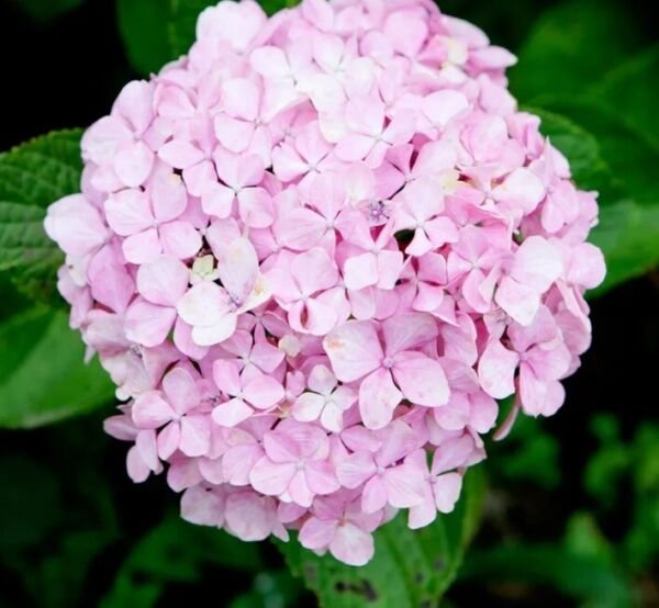 5 Baby Pink Hydrangea Seeds Shrub Flowers Flower Seed 1410 Fresh Gardening