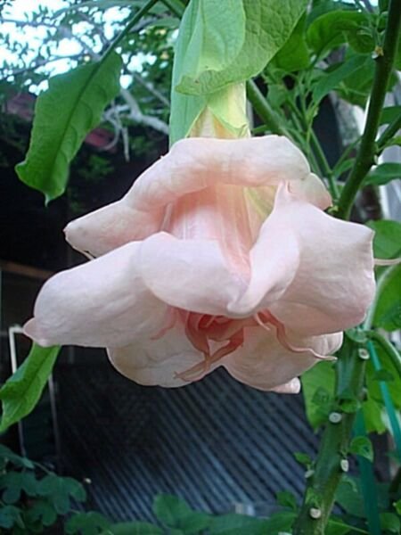 10 Dbl Baby Pink Angel Trumpet Seeds Flowers Seed Flower Brugmansia ...