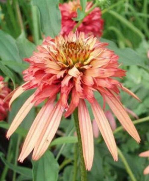 50 Double Salmon Coneflower Seeds Flower Flowers Seed 28 Fresh Gardening