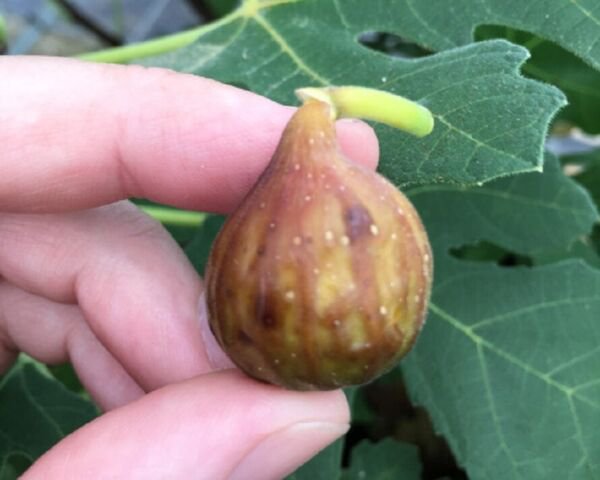 Ficus Carica 'Little Ruby'- Fig- Starter Plant-Approx 12 Inch -Dormant ...