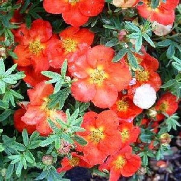 Potentilla Fruticosa 'Red Joker - Shrubby Cinquefoil - Plant - Approx 5 ...
