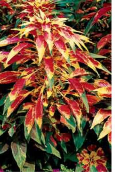 Amaranthus Tricolor Perfecta Joseph'S T 100 Annual Fresh Seeds Garden