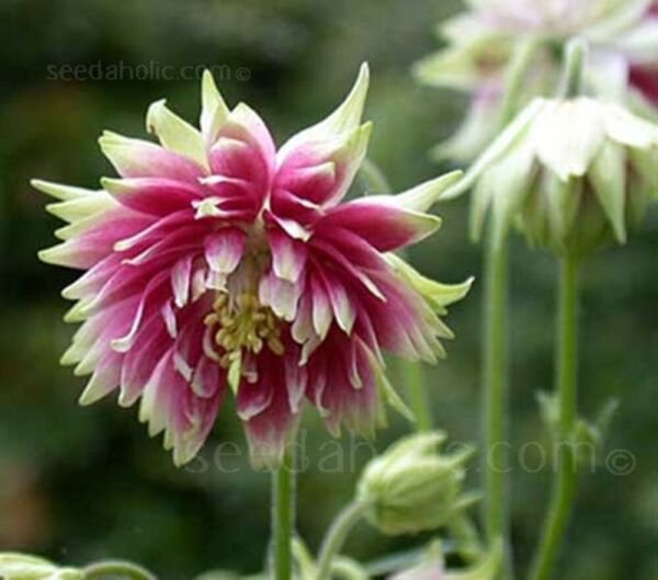 Columbine Nora Barlow Double Pink Blooms 50 Aquilegia Vulgaris Fresh ...