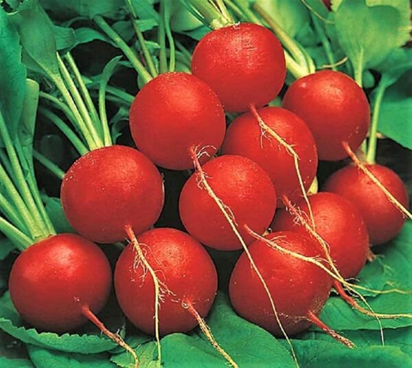 Early Scarlet Globe Radish 200 Fresh Seeds Garden
