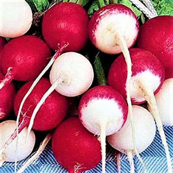 Confetti Mix Radish 200 Fresh Seeds Garden