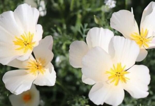 California Poppy Ivory Castle 200 Fresh Seeds Garden