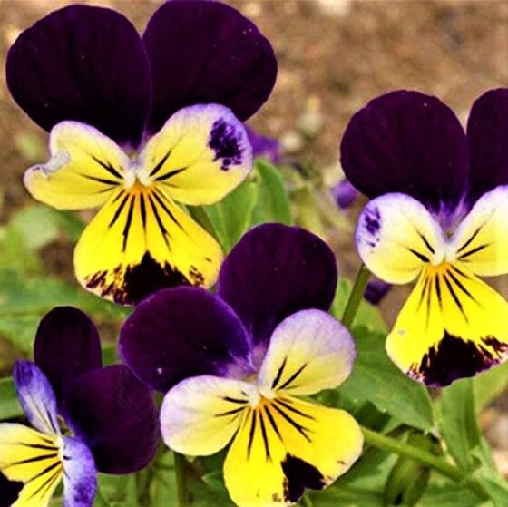 Beautiful Johnny Jump Up 200 Fresh Seeds Garden