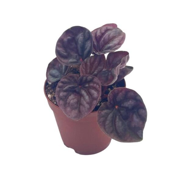Red Peperomia Caperata Red Emerald Ripple Frost Platinum In A 2 Inch ...