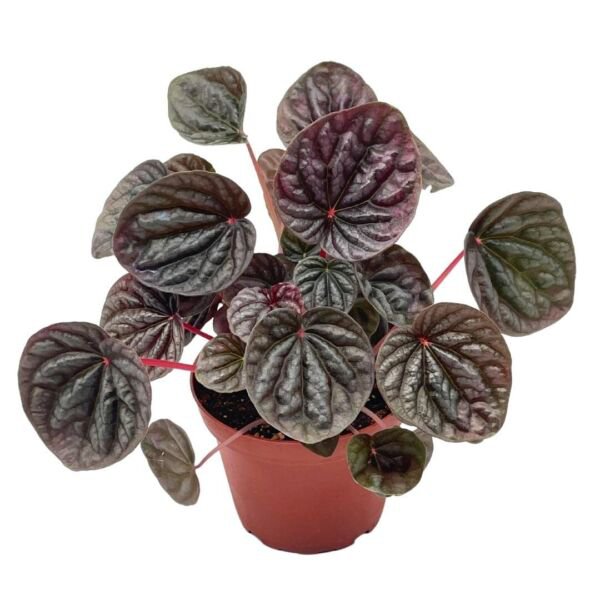 Red Emerald Ripple Peperomia Emerald Ripple Pepper Red Platinum Ivyleaf ...