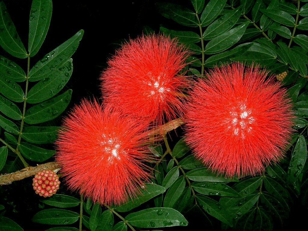 RED DWARF POWDER PUFF Starter Plant Calliandra Haematocephala ...