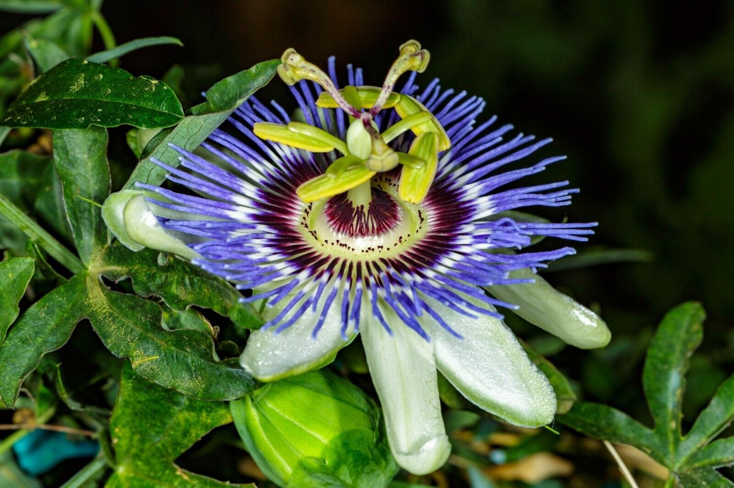 Hardy Blue Crown Passiflora Caerulea Passion Flower Small Rooted Starter Plant
