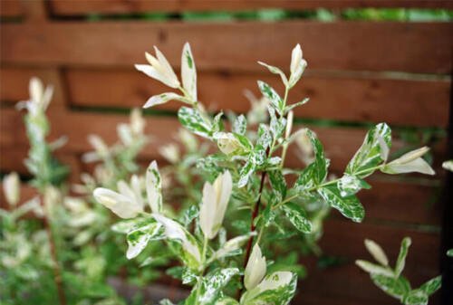 Salix integra Hakuro nishiki - Pink Dappled Willow 12 to 16 inches tall