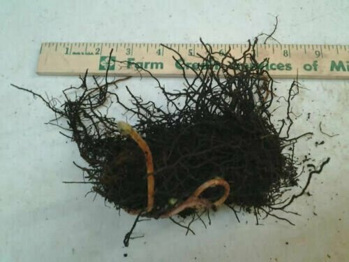 3 Lady Fern Roots/Root Systems - Common Ladyfern Plants - Athyrium ...