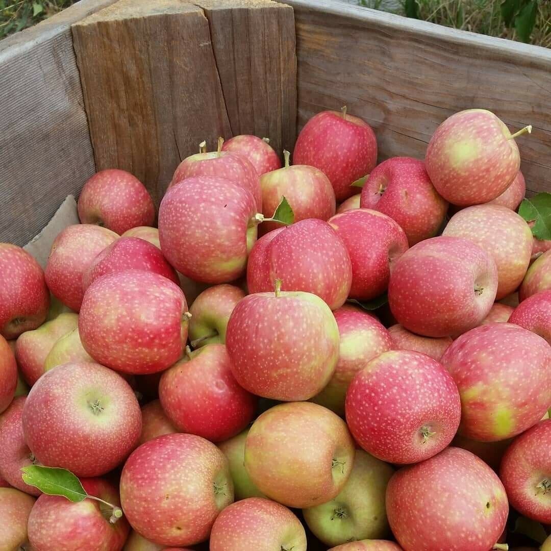 1 PINK LADY Apple Tree *Live Plant * 18-30" Tall