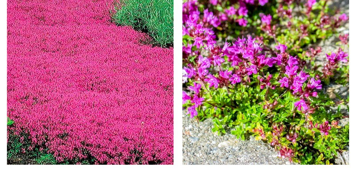 5000 Seeds Creeping Thyme SCARLEET Red Ground Cover 2-4" Perennial Rock ...