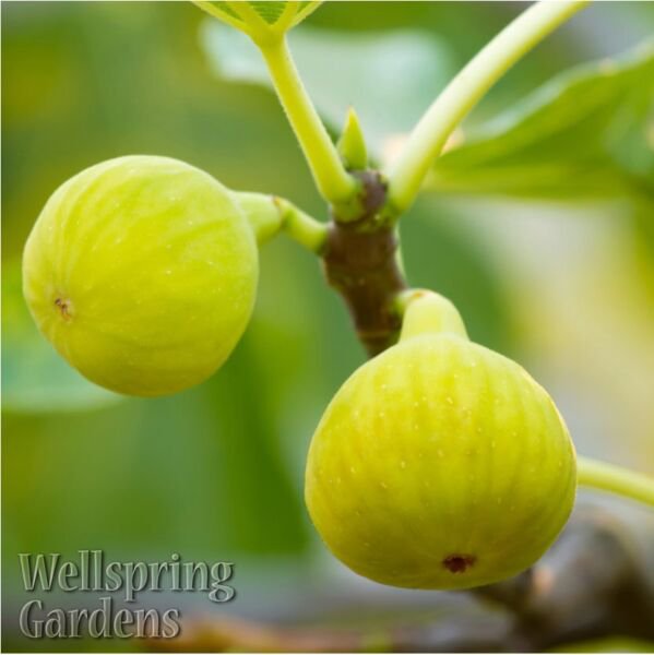 Yellow Long Neck Fig Ficus Carica Live Plant Garden