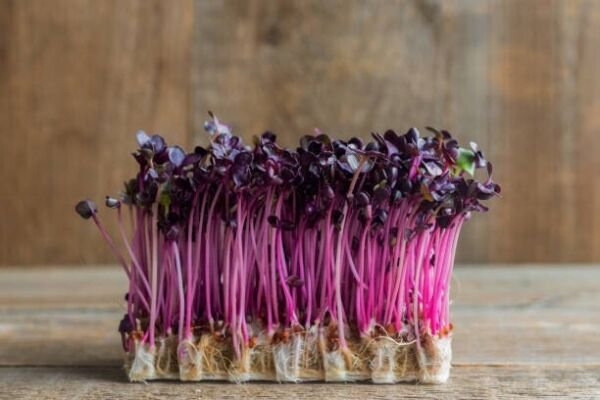 Microgreens 2 Oz 5600 Purple Radish Seeds Vegetables Indoor Outdoor ...