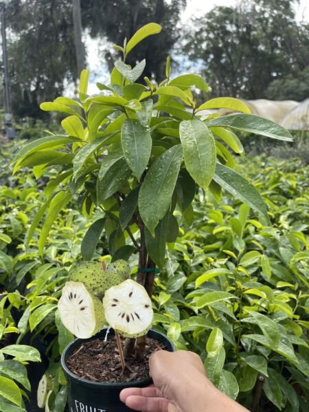 Soursop Tree Guanábana Live Plant No Ca Shipping Indoor Outdoor Garden ...