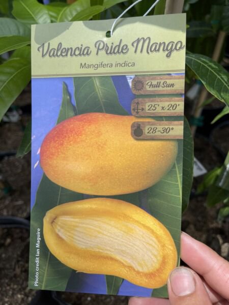 Valencia Pride Mango Tree Grafted 3-4 Feet Tall Indoor Outdoor Garden ...