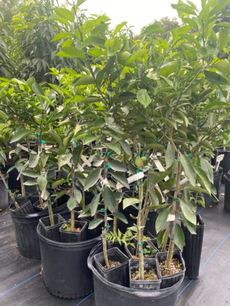 Valencia Orange Grafted Tree 3 Feet Tall No Ca Shipping Indoor Outdoor ...