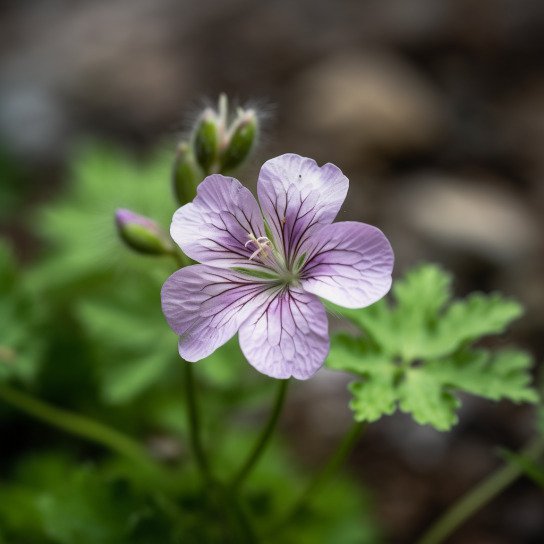 10 Wild Geranium Roots Cranesbill Spotted Purple Flower Geranium ...