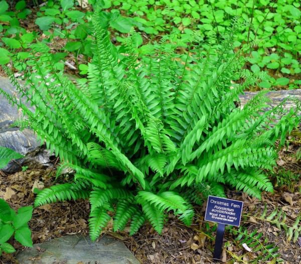 20 Christmas Fern Root Systems Christmas Dagger Polystichum ...
