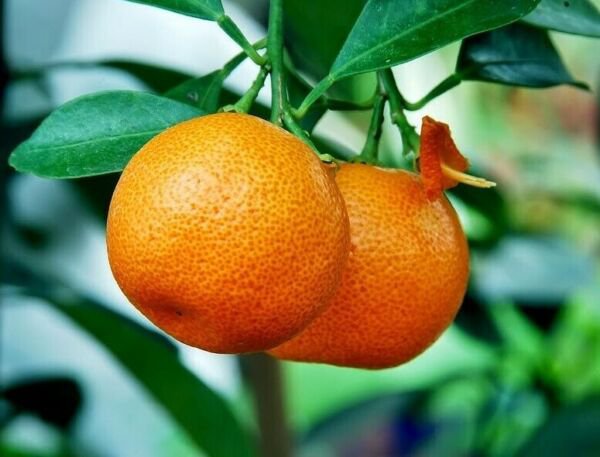 Nules Clementine Tree 26-30" Tall Live Plant Gallon Pot Grafted Citrus ...