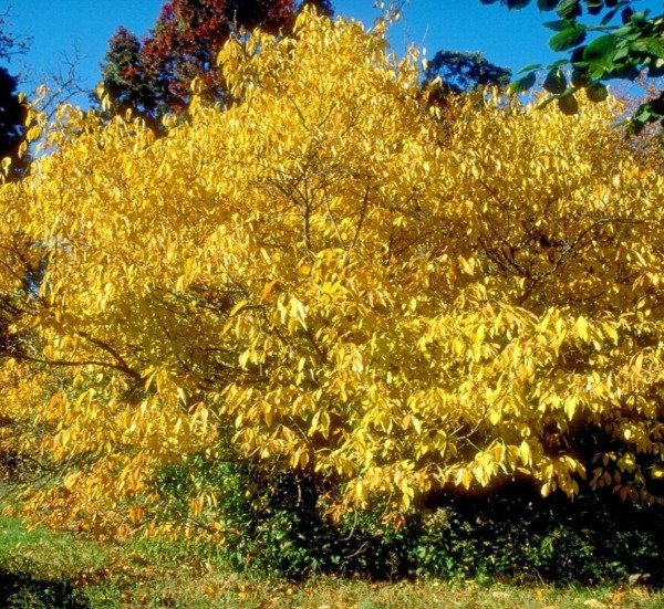 Northern Spicebush Shrub Bush 12-18" Tall Live Plant 4" Pot Lindera ...