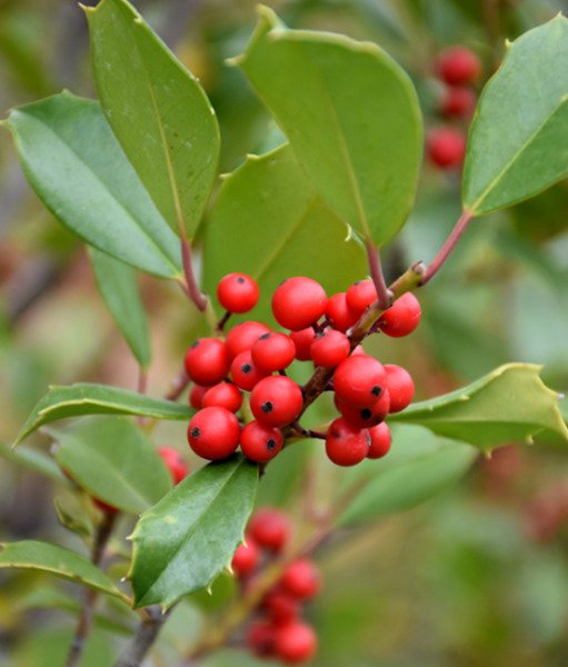 Greenleaf American Holly Tree Shrub Bush 18-24" Tall Gallon Pot Live ...