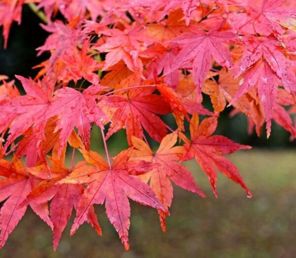 Japanese Red Maple Tree Live Plant 36-48" Tall Ships Potted Branching ...
