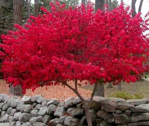 Dwarf Burning Bush Shrub Gallon Pot 12-18" Tall Live Plant Euonymus ...