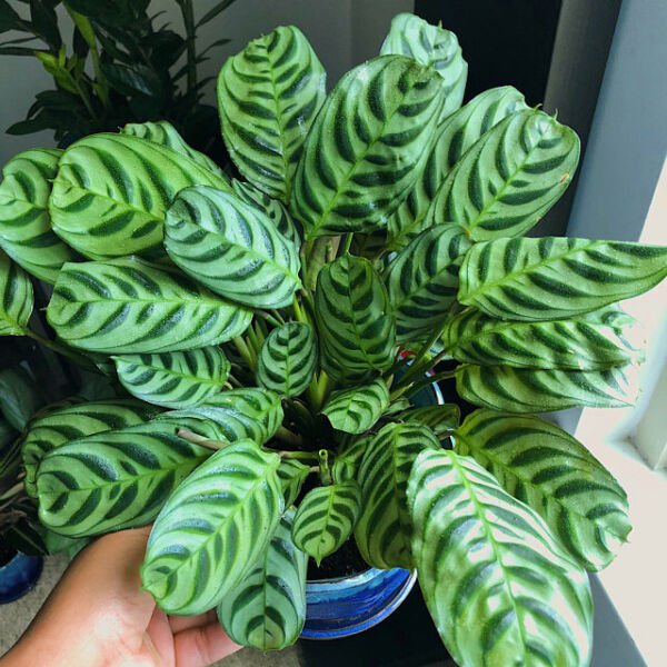 Calathea Burle Marx 6" Pot Live Fishbone Prayer Plant Ctenanthe Burle ...