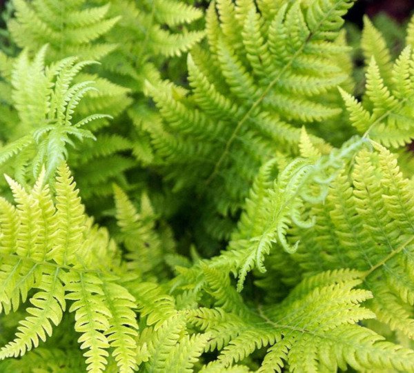 5 Hay Scented Fern Clumps Of 10-15 Rhizomes Dennstaedtia Punctilobula ...