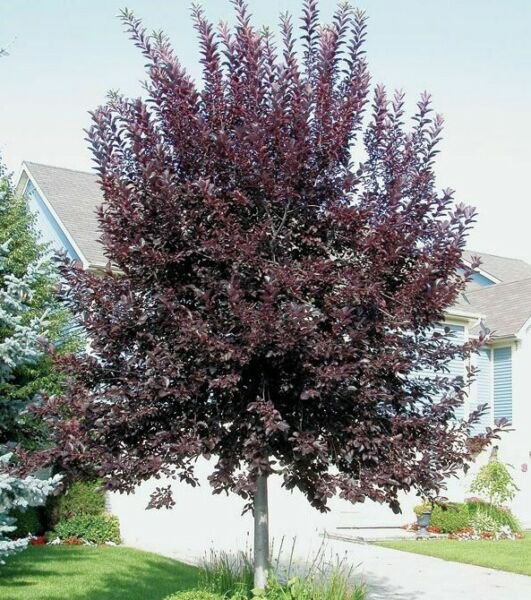 Canada Red Choke Cherry Tree 8-14" Tall Live Plant 3" Pot Prunus ...