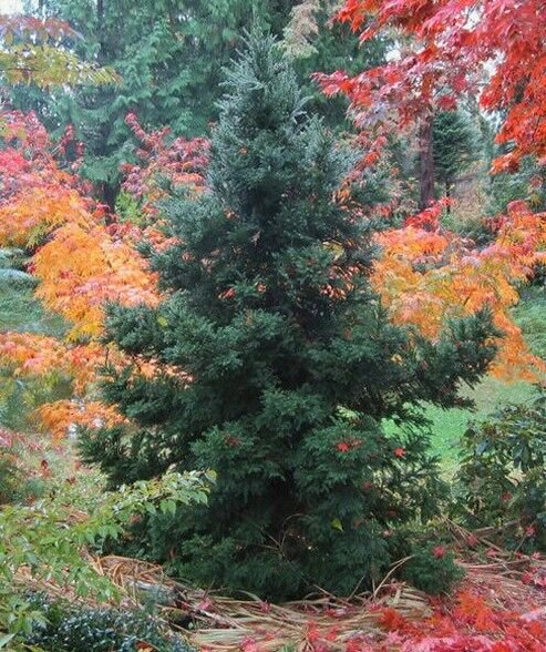 Black Dragon Japanese Cedar Tree 6-12" Tall Seedling Live Plant Quart ...