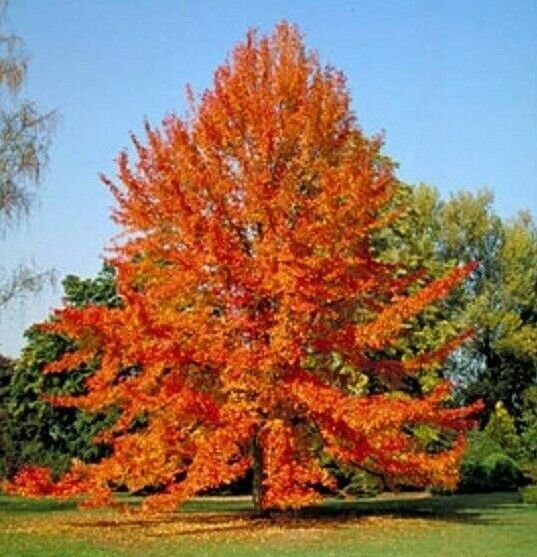 Black Gum Tree Sourgum Black Tupelo Plant 6-12" Quart Pot Nyssa ...