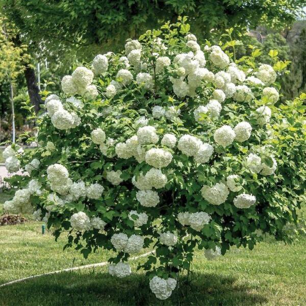 Old Fashioned Snowball Viburnum Shrub Bush 6-12" Tall Live Plant 4" Pot ...