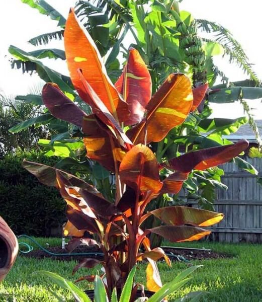 Musa Siam Ruby Live Banana Plant Indoor Outdoor Garden Gardening