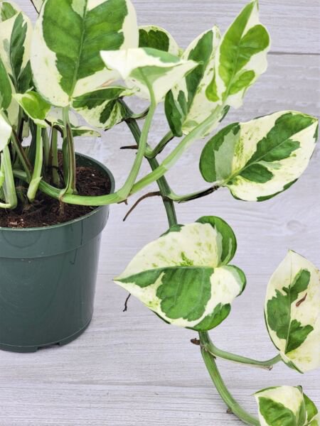 Pothos Njoy Epipremnum Aureum Pearls And Jade Pothos Devils Ivy In 6 ...