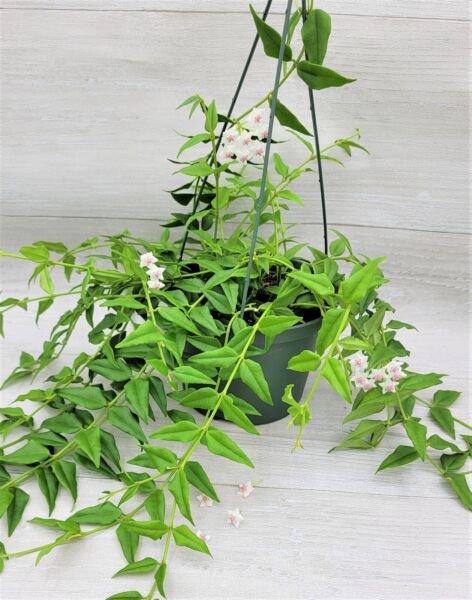 Hoya Bella Live Plant Hoya Lanceolatahouse Indoor Plant In 3" Pot ...