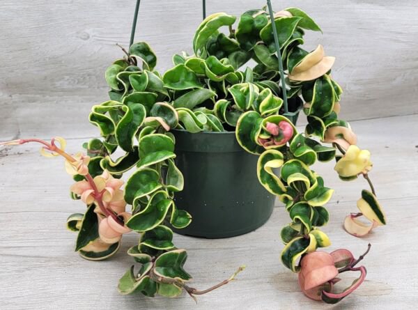 Variegated Hoya Compacta Variegated Hindu Rope Hoya Regalis In 6" Pot ...