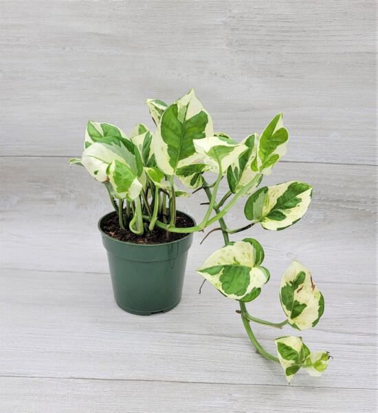 Pothos Njoy Epipremnum Aureum Pearls And Jade Pothos Devils Ivy In 4 ...