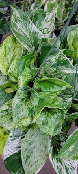 Marble Queen Pothos Variegated Indoor Live Plant Snow Queen Pothos- In ...