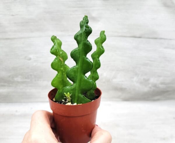 Fishbone Cactus Epiphyllum Anguliger Ric Rac Cactus Zig Zag Cactus In 3 ...