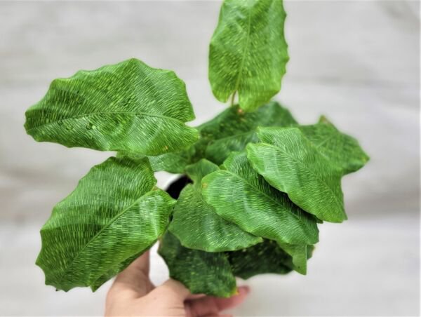 Calathea Musaica Live Plant Calathea Network Maranta Bella Plant In 3 ...