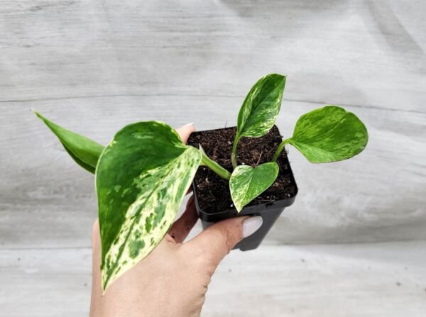 Marble Queen Pothos Variegated Indoor Live Plant Snow Queen Pothos- In ...