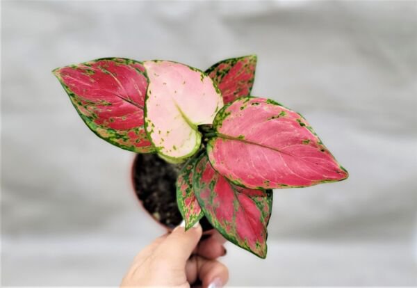 Aglaonema Lucky Red Live Plant Chinese Evergreen Aglaonema Wishesin 4 ...