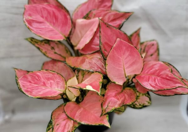Aglaonema Wishes Aglaonema Pink Lady Valentine Chinese Evergreen In 3 ...