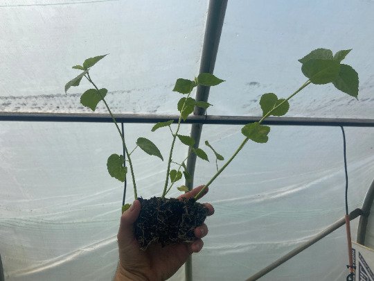 Starter Plant Plug Hibiscus Moschetos Swamp Rose Mallow Hardy Hibiscus ...